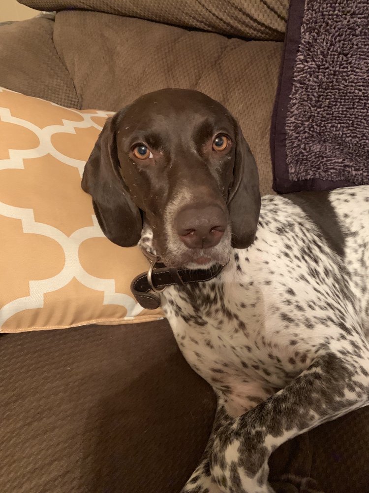 BRIZES KENNEL - 5839 Brizes Ln, Elizabeth, Pennsylvania - Pet Sitting ...