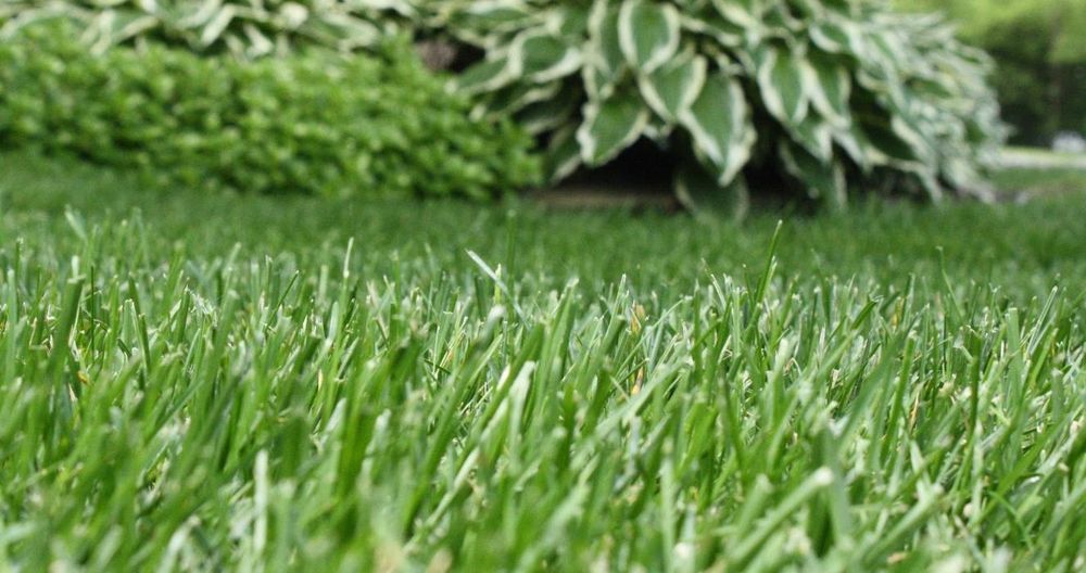 TREE-N-TURF SERVICES - Updated May 2026 - 20 Photos - 6561 113th Ave NE ...
