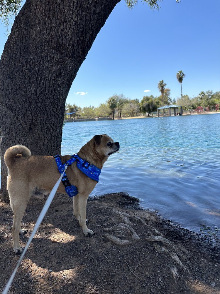 RUFF -N- FLUFF - Updated December 2025 - Request an Appointment - 3222 W Monterey St, Chandler ...