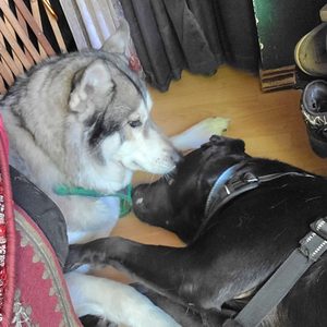 CASTRO VALLEY ANIMAL HOSPITAL - Updated March 2025 - 88 Photos & 356 ...