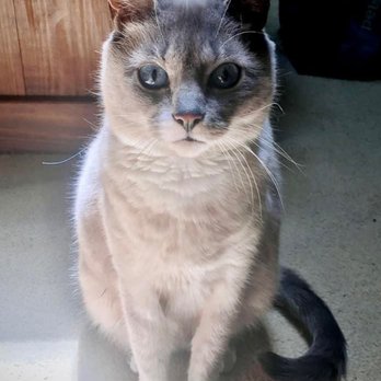 BALSAM ANIMAL HOSPITAL - Updated September 2025 - 12 Photos & 14 ...