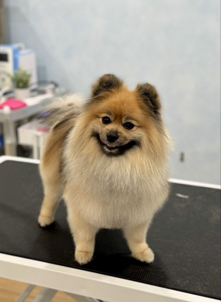 BEYOND FUR - Updated January 2026 - 87 Photos & 32 Reviews - Elk Grove ...