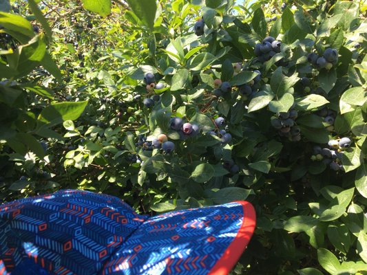 TAMMEN TREEBERRY FARM - 23 Photos & 14 Reviews - 37131 Essex Rd ...