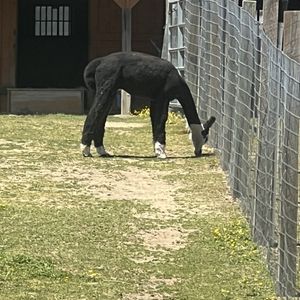 SILVERTON FARM - Updated June 2025 - 18 Photos & 10 Reviews - 1520 ...