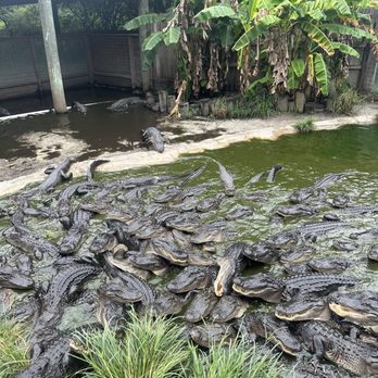 CROC ENCOUNTERS - Updated October 2024 - 270 Photos & 135 Reviews ...