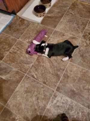 PETS R INN FM - Updated December 2025 - 10 Reviews - 3902 13th Ave S ...