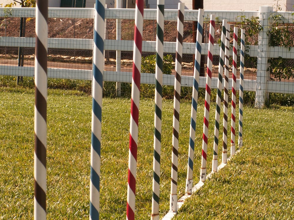 DOG QUEST - Updated August 2025 - 14 Photos - 2642 Bernardo Ave ...