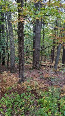 MOHAWK STATE FOREST - Updated December 2025 - 36 Photos & 12 Reviews ...