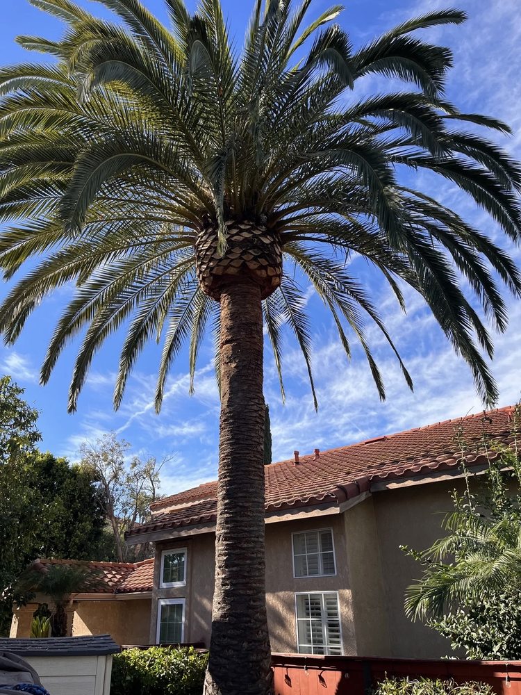 MALPARTIDA TREE SERVICE - Updated June 2026 - 47 Photos & 14 Reviews ...