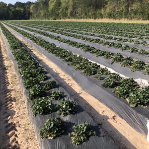 ATKINSON FARM - Updated December 2024 - 155 Photos & 64 Reviews - 3217 ...