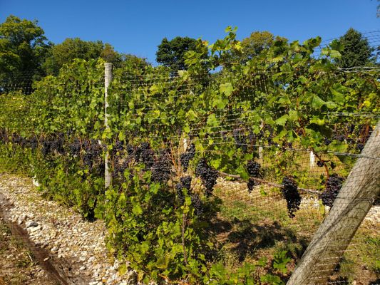 DABLON VINEYARDS & WINERY - Updated July 2025 - 132 Photos & 145 ...