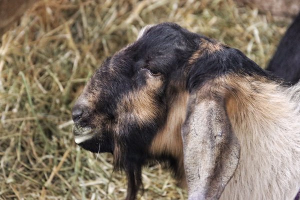 RUSTIC ROAD FARM - Updated December 2025 - 70 Photos & 22 Reviews ...