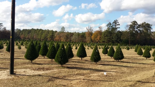 GRANT CHRISTMAS TREE FARM & SYRUP MILL - Updated December 2025 - 12 ...