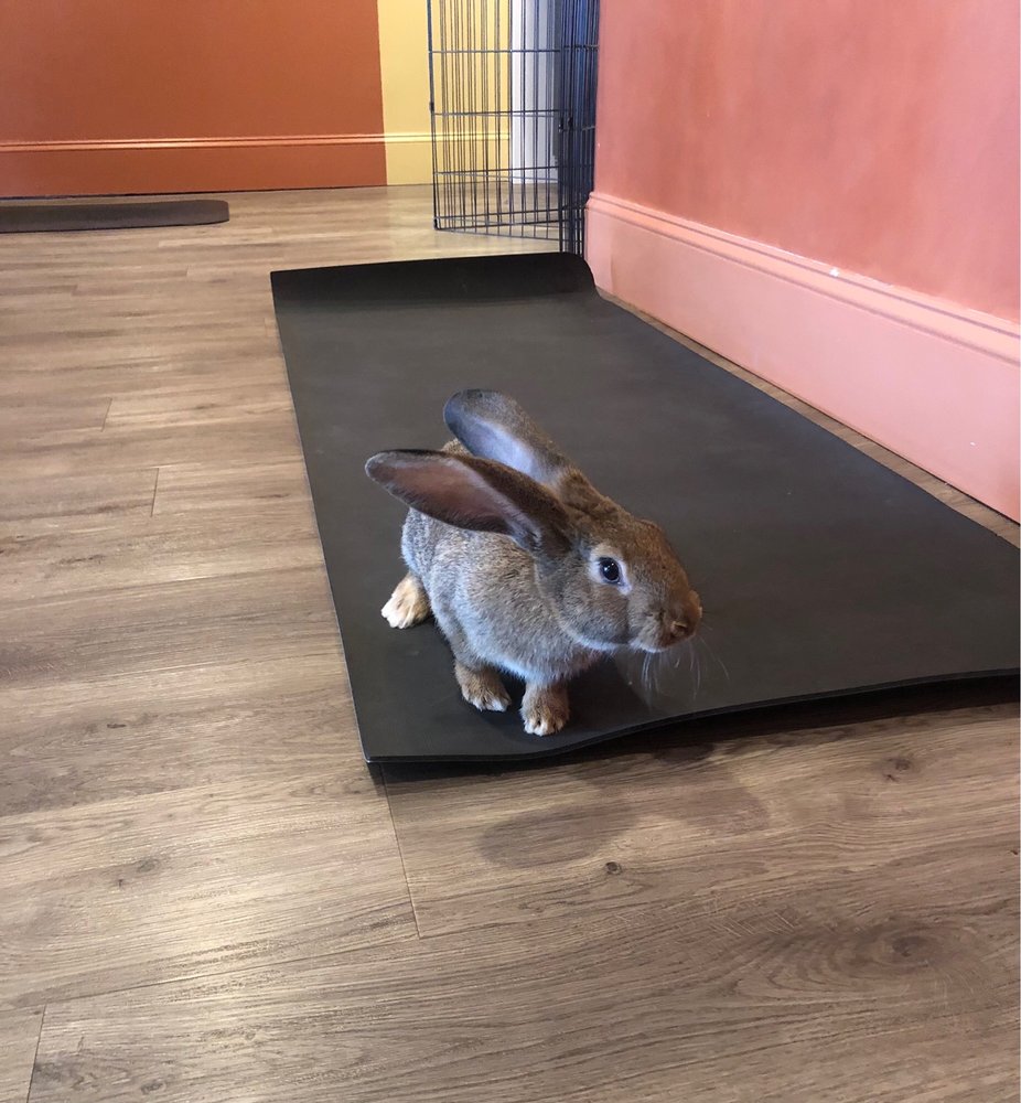 ROOTS YOGA - Updated January 2026 - 16 Photos & 38 Reviews - 220 ...