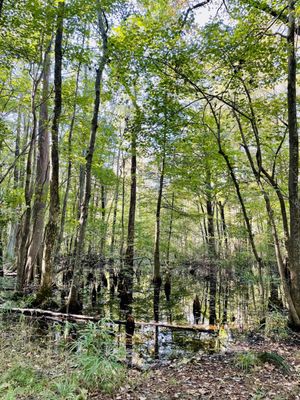 STUMPY LAKE NATURAL AREA - Updated December 2025 - 248 Photos & 20 ...