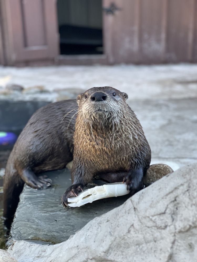 101 PAWS AND CLAWS - Updated December 2025 - Request Information - 11 ...