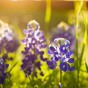 PULMONICS PLUS - Updated October 2025 - 20 Reviews - 141 Rvg Pkwy ...