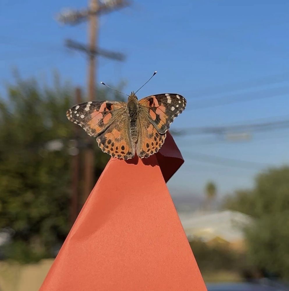 EMMA’S BUTTERFLY RANCH - Updated October 2025 - 26 Photos & 33 Reviews ...