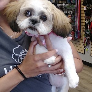 BAY PAWS PET RESORT - Updated October 2024 - 45 Photos & 54 Reviews ...