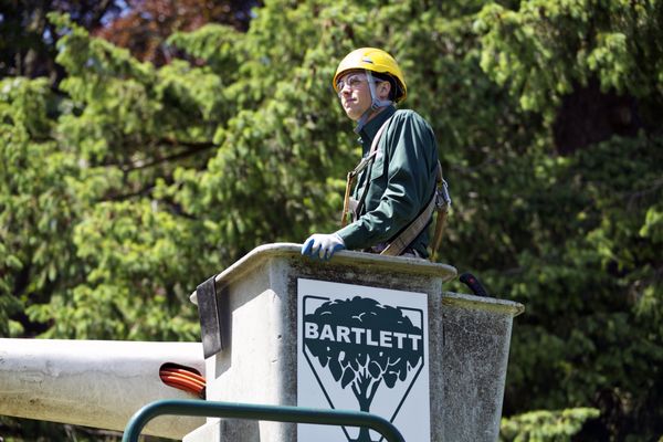 BARTLETT TREE EXPERTS - Updated November 2025 - 48 Photos - Manassas, Virginia - Tree Services ...
