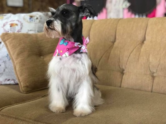 POSH PAWS DOG GROOMING - Updated December 2025 - 105 E Main St ...