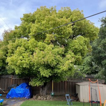 PRECISION TREE CARE - Updated January 2025 - 42 Photos & 150 Reviews ...