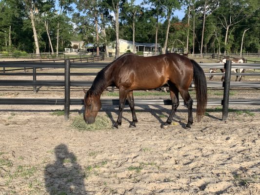 KICKIN’ DUST PERFORMANCE HORSES - Updated April 2025 - 29 Photos ...