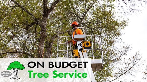 ON BUDGET TREE SERVICE - Updated July 2025 - 30 Photos & 14 Reviews ...