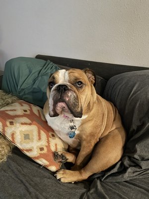 THE AMANDA FOUNDATION- DR. SHIPP’S ANIMAL HOSPITAL - Updated May 2025 ...