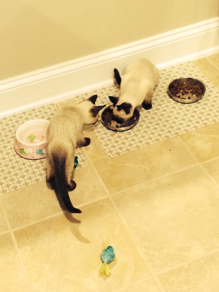 PITTER PAT PET CARE - Updated December 2025 - 34 Photos & 19 Reviews ...