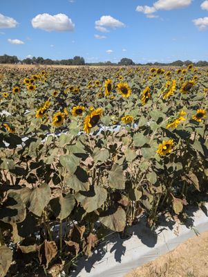 ROCKBERRY RANCH - Updated May 2025 - 154 Photos & 21 Reviews - 995W ...