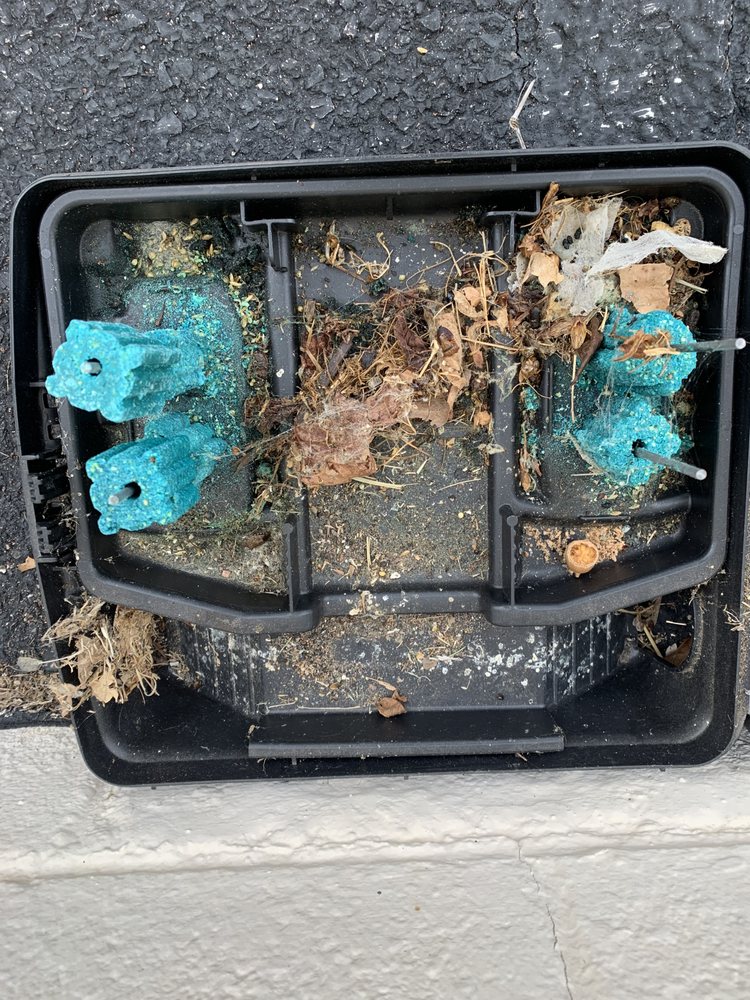 BUG BEE GONE EXTERMINATING - 26 Photos - Roanoke, Virginia - Pest ...