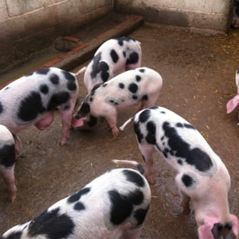 HOO FARM ANIMAL KINGDOM - Updated July 2025 - 69 Photos - Hoo Farm ...