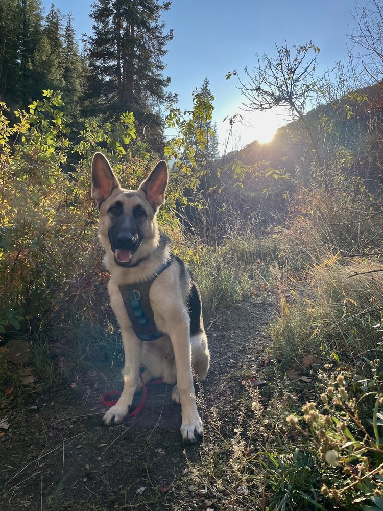 BRICKYARD KENNEL IPAWD - Updated October 2025 - 30 Photos & 49 Reviews ...