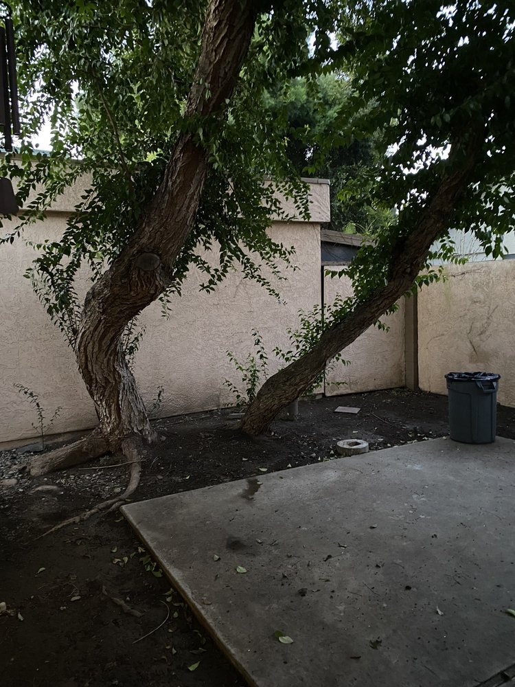 FREDDY’S TREE SERVICE - Updated October 2025 - 15 Reviews - Modesto ...