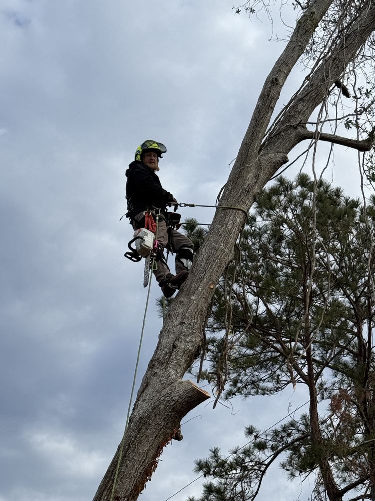 A PLUS TREE SERVICE OF SUWANNEE - Updated October 2025 - Live Oak ...