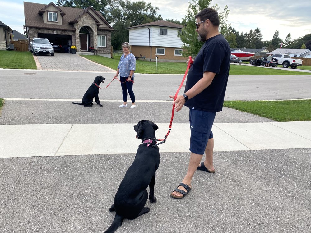 RED ROVER DOG TRAINING CENTRE - Updated December 2025 - Request ...