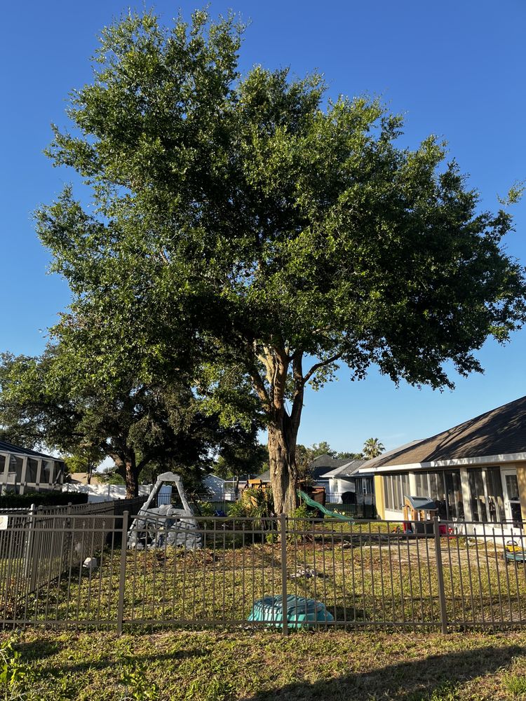 FLORIDA STATE TREE AND LANDSCAPING - Updated December 2025 ...