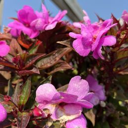 CAFE AQUI - Updated July 2025 - 144 Photos & 37 Reviews - 1811 2nd St ...