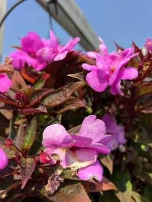 CAFE AQUI - Updated August 2025 - 158 Photos & 38 Reviews - 1811 2nd St ...