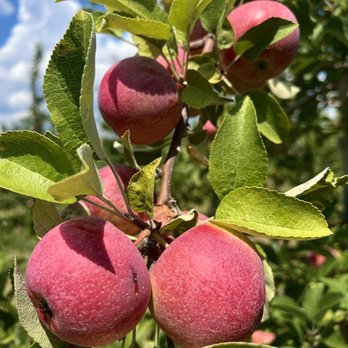 MELICK ORCHARDS - Updated December 2025 - 144 Photos & 59 Reviews - 472 ...