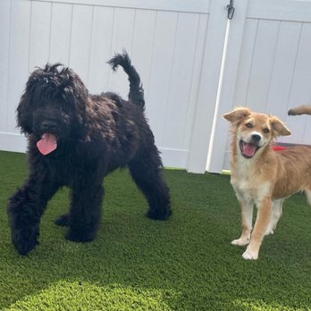 THE DOG STOP - KATY - Updated January 2026 - 95 Photos - 23165 Morton ...