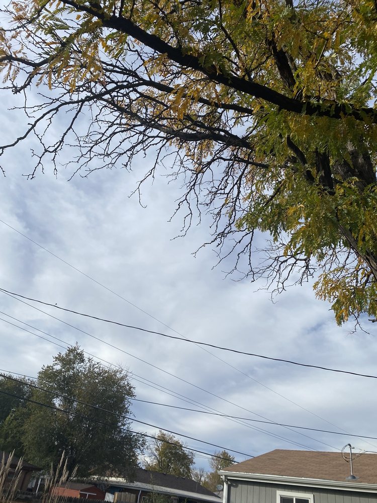 GOMEZ TREE & LANDSCAPING - Updated November 2025 - 18 Photos - 1350 ...