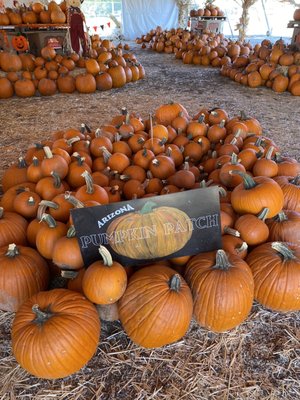 ARIZONA PUMPKIN PATCH - Updated September 2024 - 17 Photos - 3165 E ...