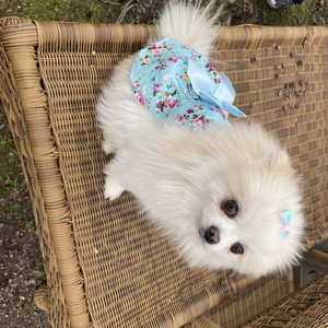 SIMPLY SOUTHERN PUPS - Updated December 2025 - 1557 Halfacre Rd ...