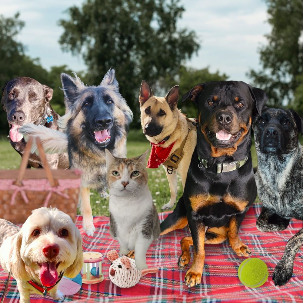 PET MASTERS ACADEMY - Updated October 2025 - 10 Photos - Carson ...