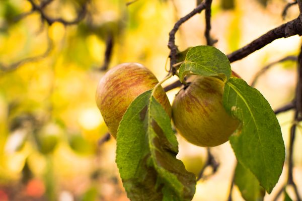 AAMODTS APPLE FARM, MANNING AVENUE NORTH, STILLWAT - 139 Photos & 75 ...