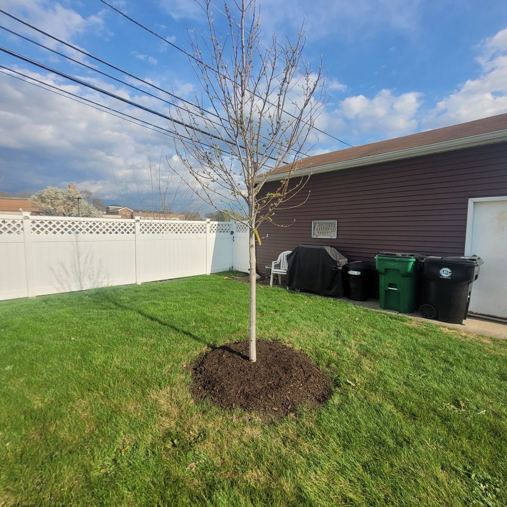 SINNOTT TREE SERVICES - Updated December 2025 - 17 Photos & 35 Reviews ...