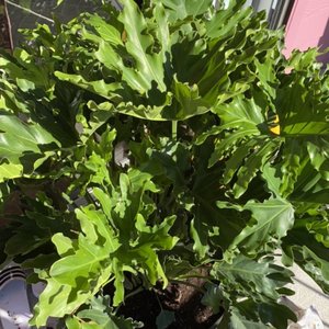 BUCHANAN’S NATIVE PLANTS - 332 Photos & 217 Reviews - Nurseries ...