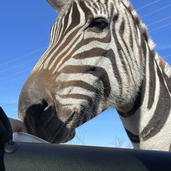TUPELO BUFFALO PARK AND ZOO - Updated April 2026 - 133 Photos & 35 ...